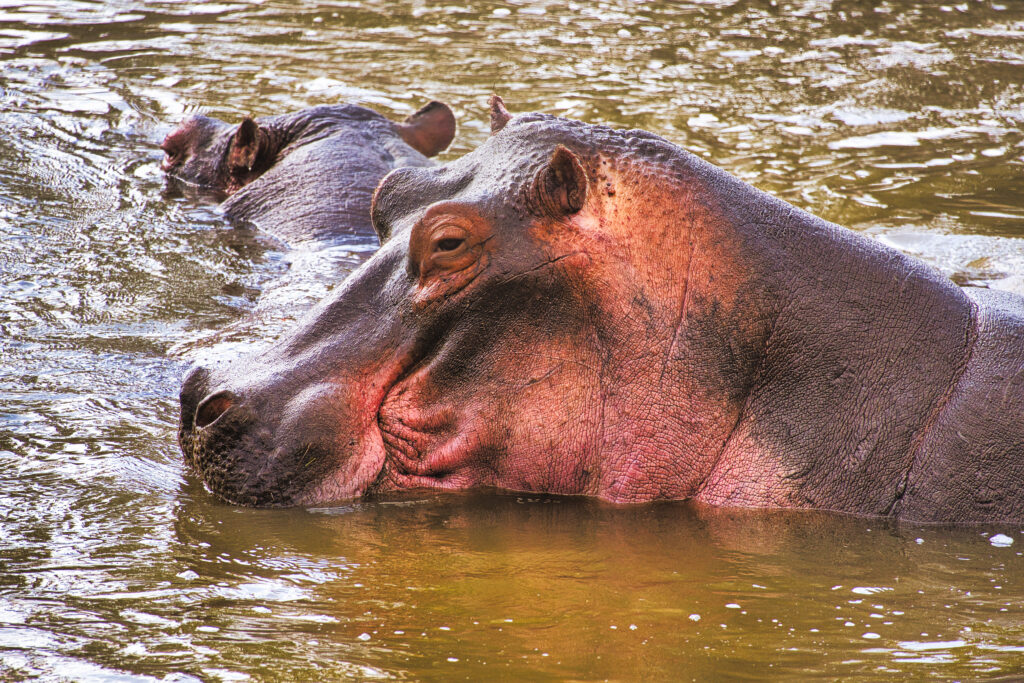 Retina Hippo Pool » Sylt 360°