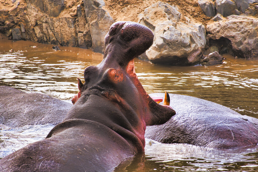 Retina Hippo Pool » Sylt 360°